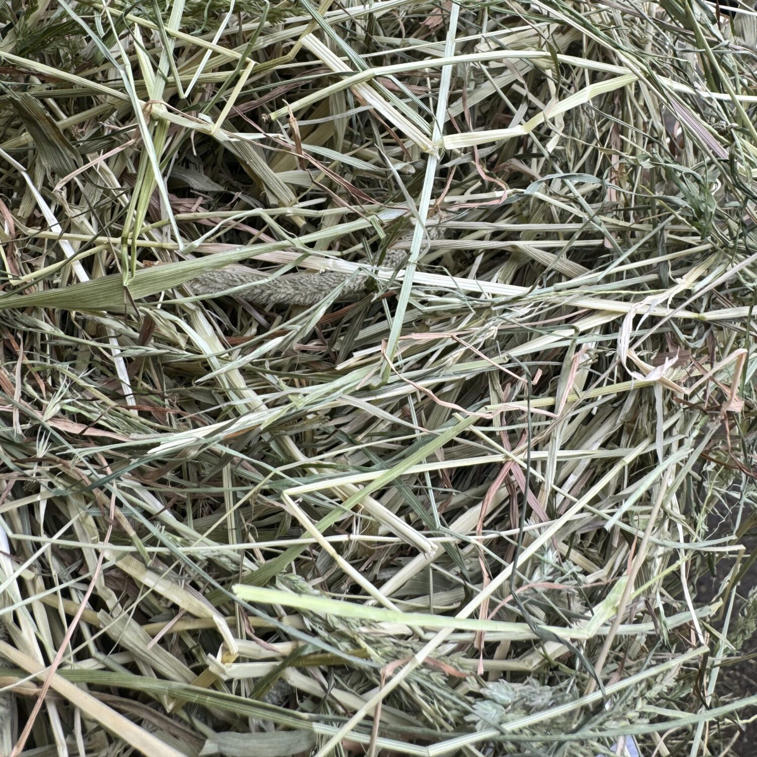 Hay Boxes - Best Quality Hay From Farm to Your Door, Buy Hay Online