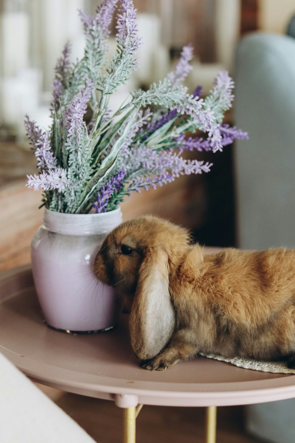 Do Rabbits Smell? | Happy Hay